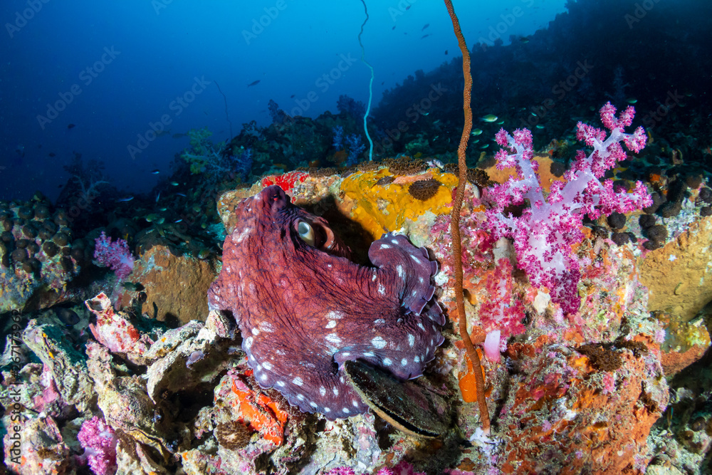 Coral Reef Octopus