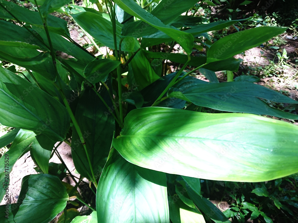 Indonesian Arrowroot fresh leaves. Maranta arundinacea Stock Photo ...