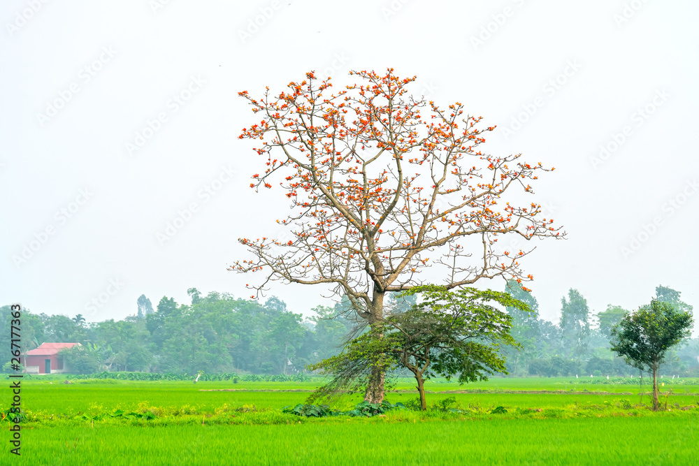The beautiful Bombax Ceiba tree blooms in spring. This flower works as ...