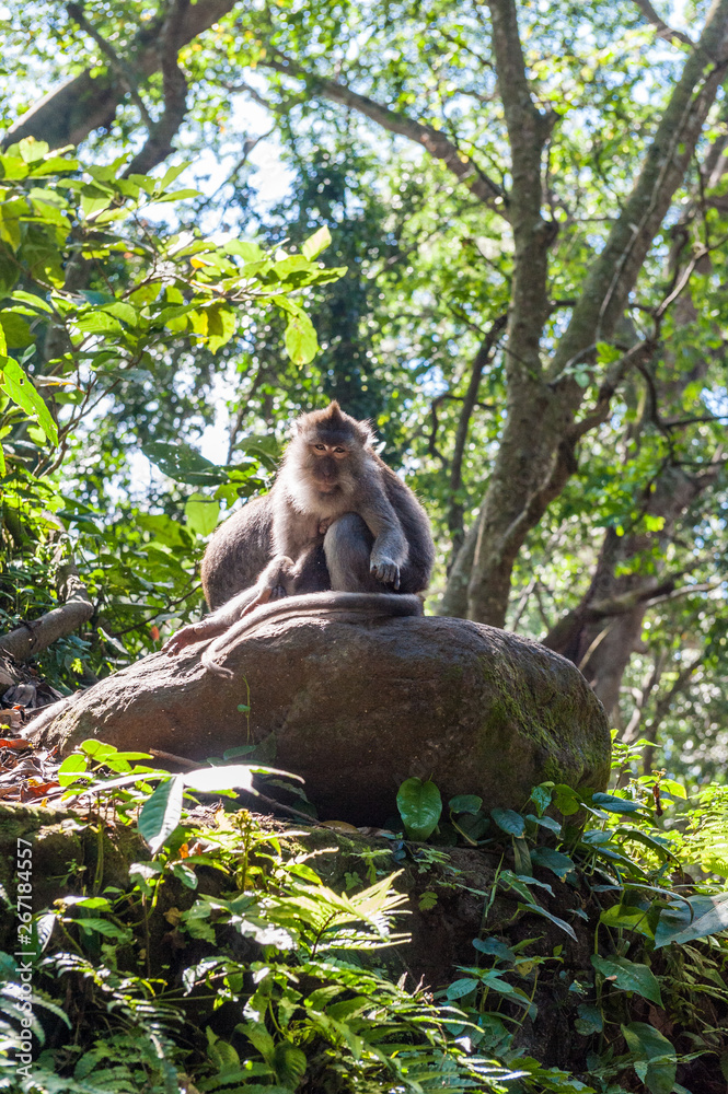 Balinese long-tailed monkey macaque at Ubud monkey forest in Bali ...