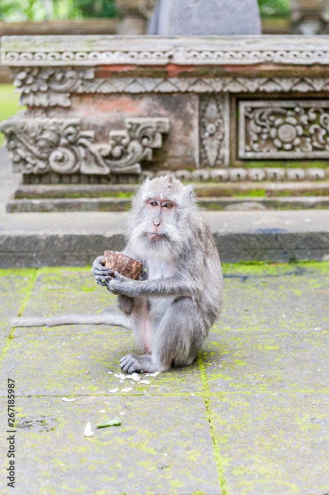 Balinese long-tailed monkey macaque at Ubud monkey forest in Bali ...