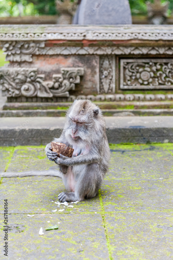 Balinese long-tailed monkey macaque at Ubud monkey forest in Bali ...
