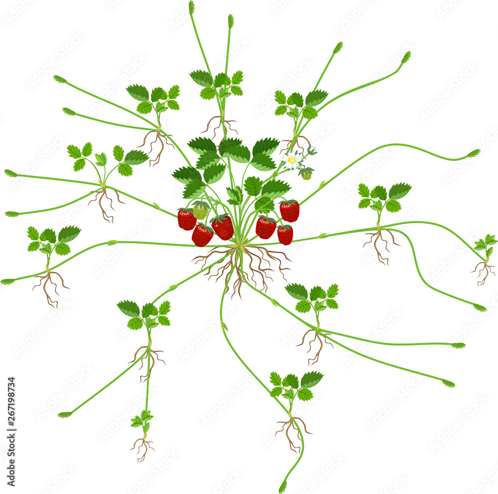 Strawberry plant with roots, flowers, fruits, numerous stolons and ...