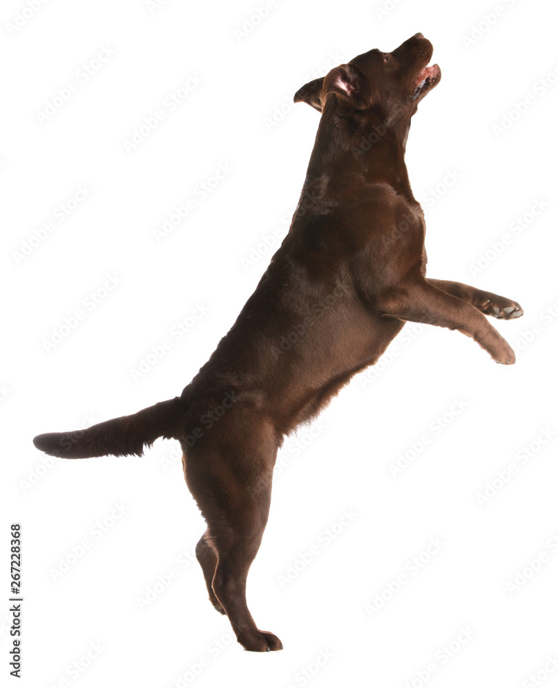 Chocolate labrador retriever jumping on white background Stock Photo ...