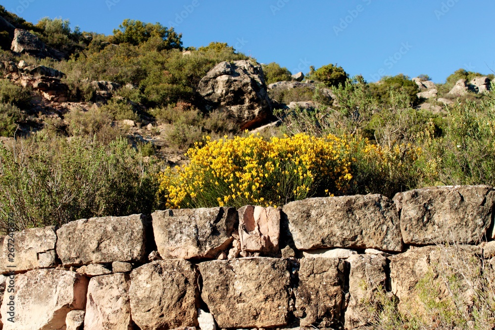 Matorral de flores amarillas silvestres en un campo agreste en muro de ...