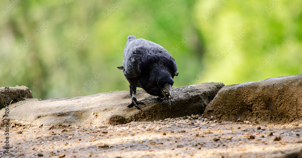 black and crow eats seeds Stock Photo | Adobe Stock