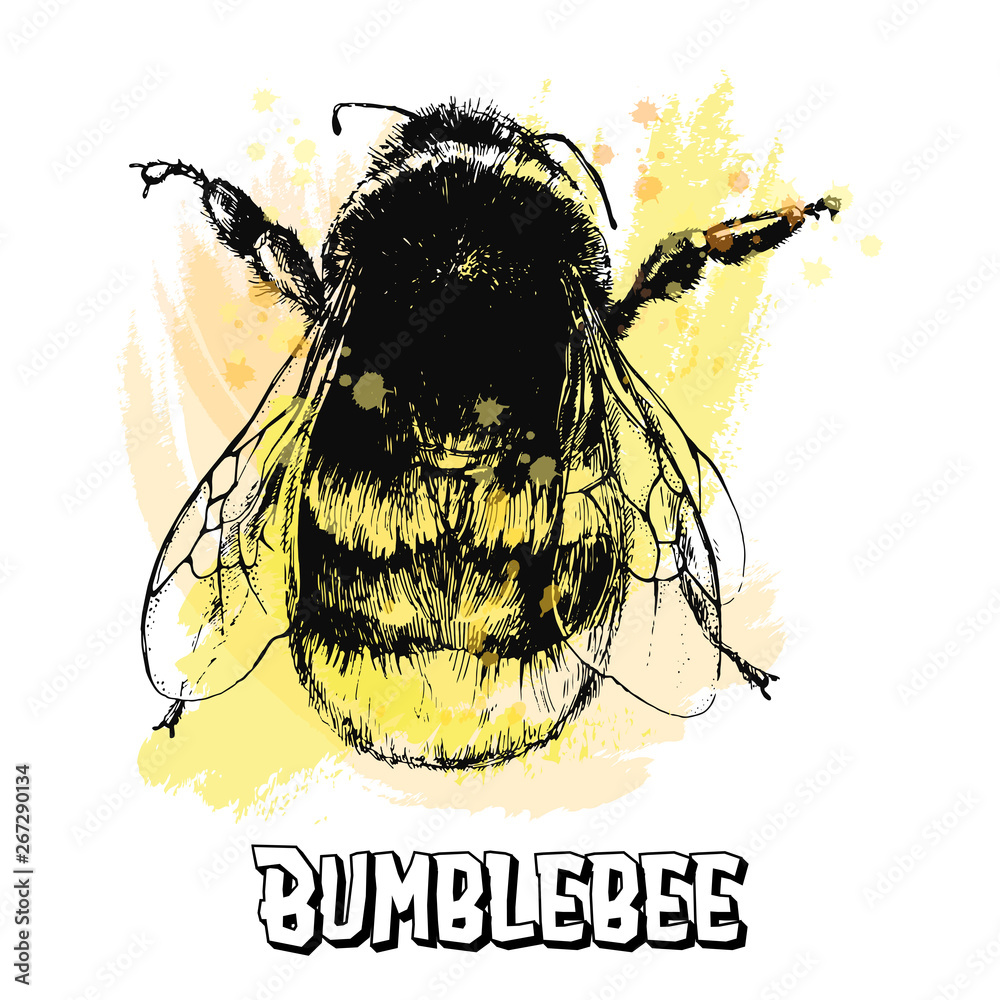 Hand drawn sketch style bumblebee isolated on white background. Vector ...