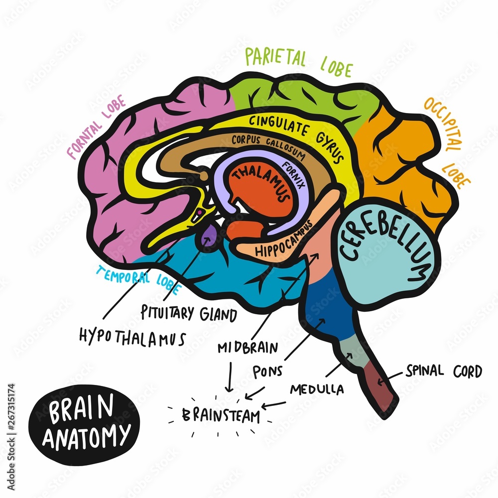 Colorful human brain anatomy vector illustration Stock Vector | Adobe Stock