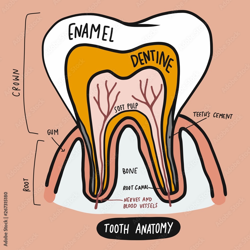 Tooth anatomy cartoon vector illustration Stock Vector | Adobe Stock