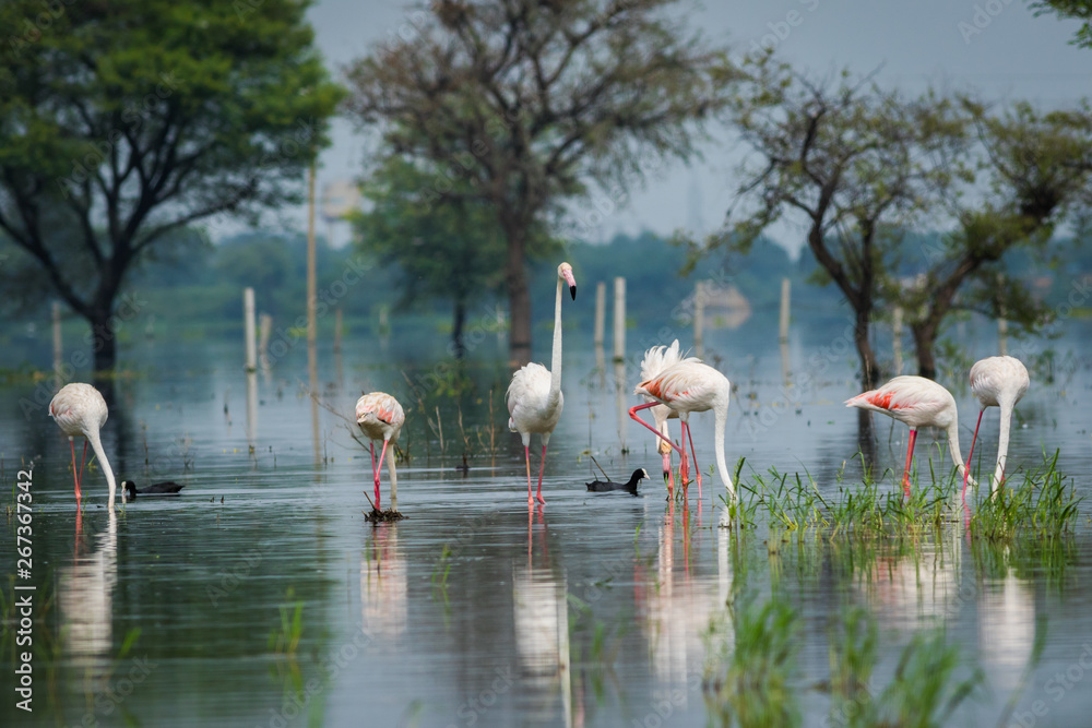 Greater flamingo flock in natural habitat in early morning hour during ...
