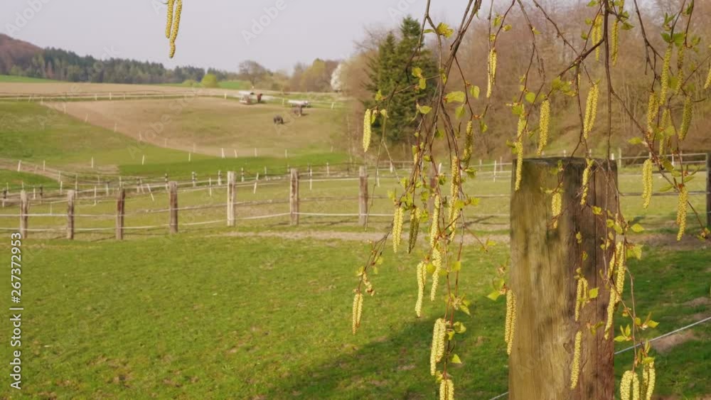 Video Stock Close-up of birch aglets and grazing horses on paddock as ...