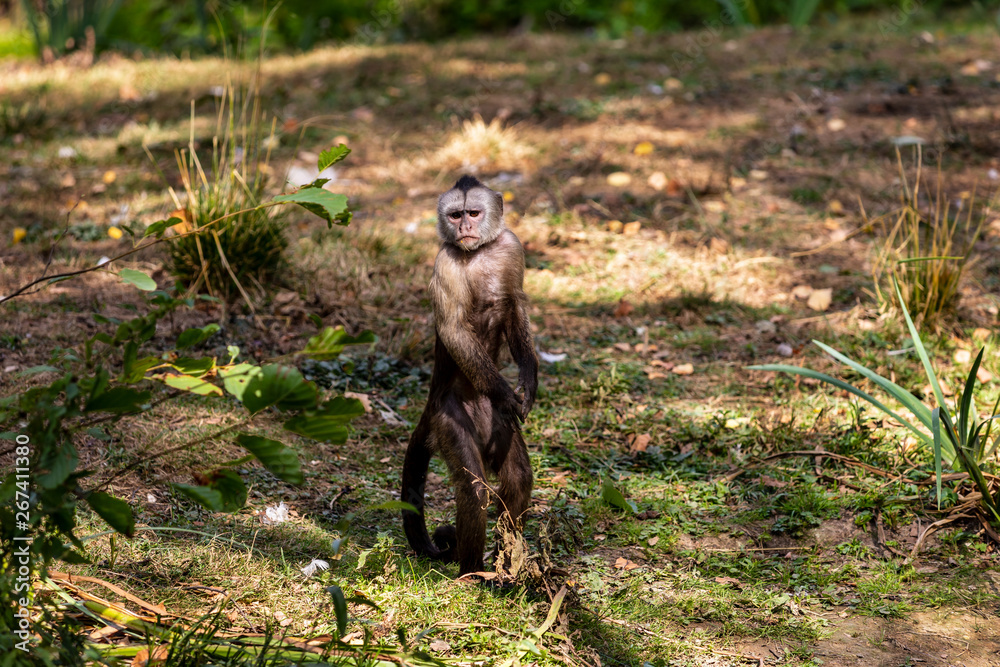 Full body of standing white-headed Capuchin New World monkey of the ...