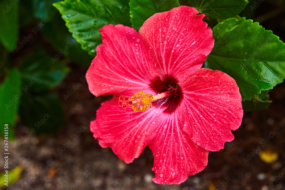 Hibiscus Flower Bahamas Atlantis Paradise Island Stock Photo | Adobe Stock