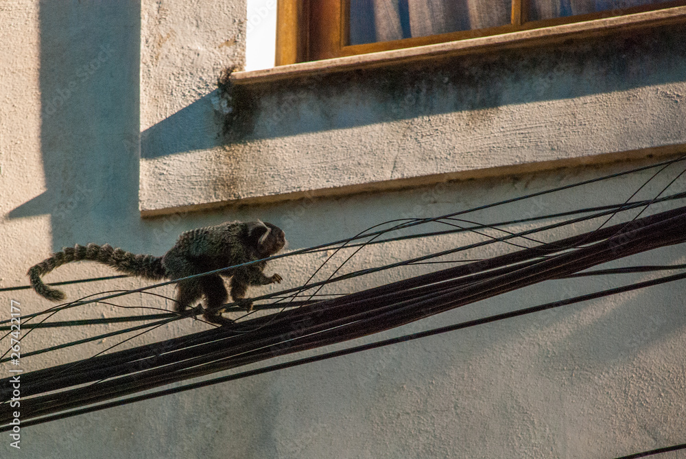 Sagui monkey.The black-tufted marmoset callithrix penicillata lives ...