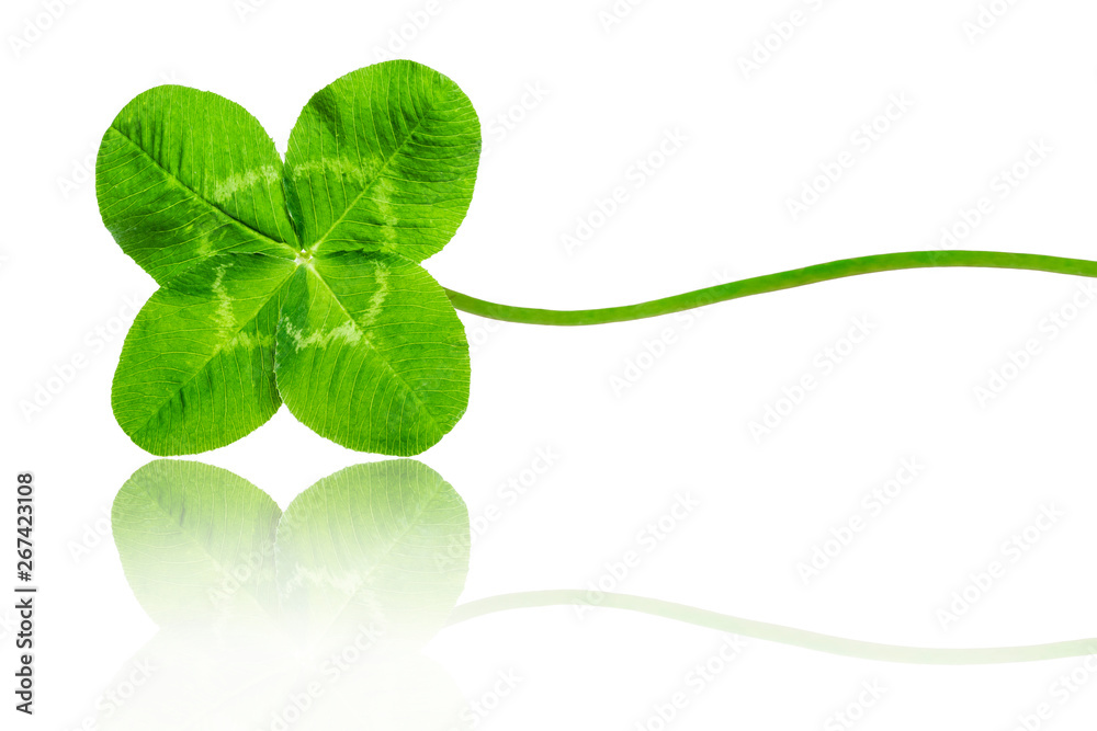 Vierblättriges Kleeblatt Stock Photo | Adobe Stock