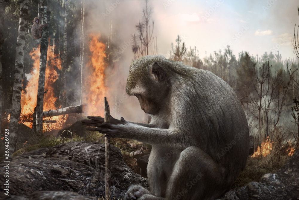Pyromaniac monkey setting fire in the forest. Deforestation, danger ...