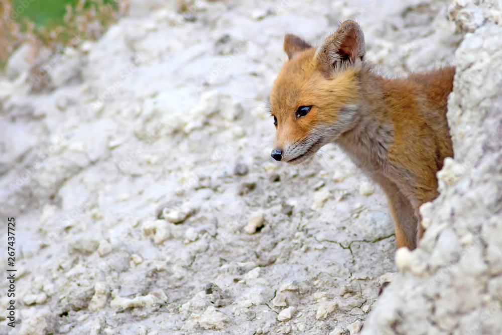 Cute Baby Gray Fox