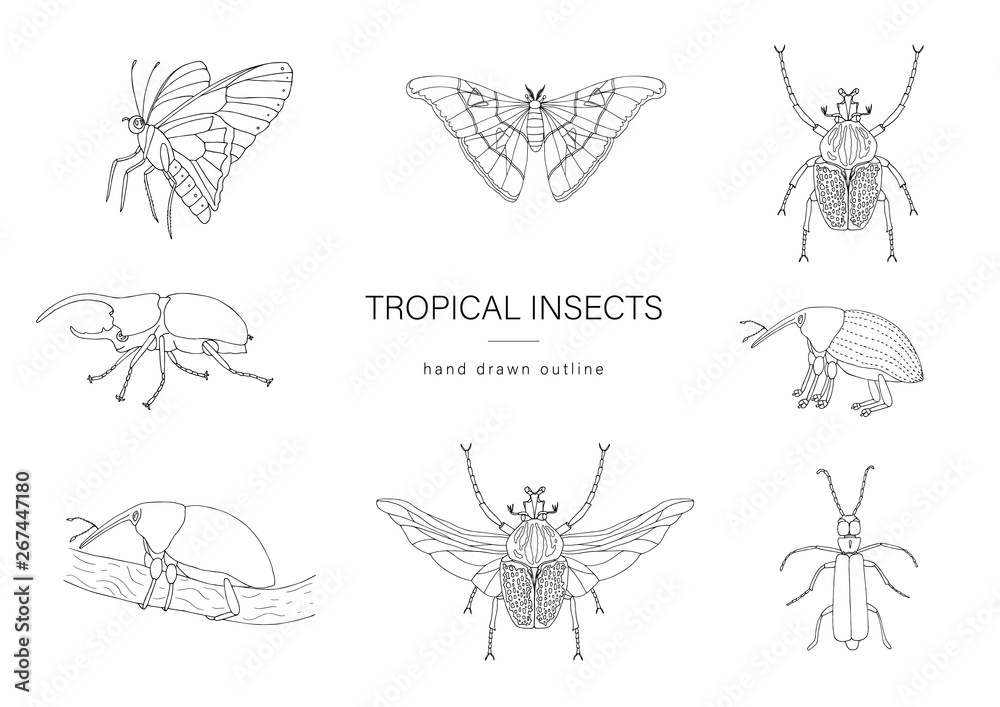 Vector set of tropical insects. Hand drawn outline of atlas moth ...