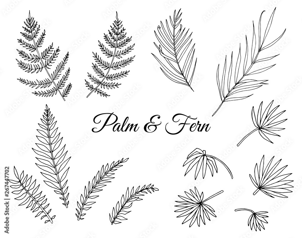 Fern Leaf Clip Art