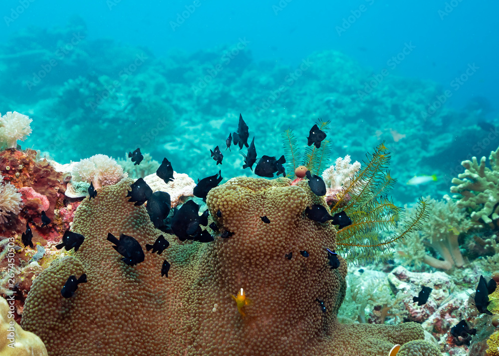 Foto de Anemone Fish in Tubbataha. The Tubbataha Reef Marine Park is ...