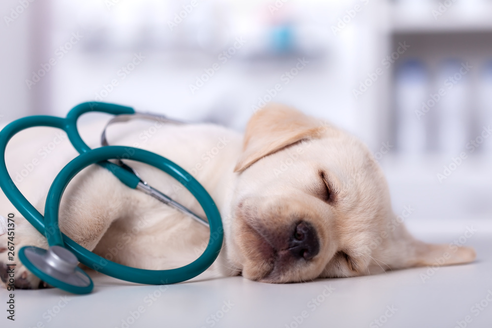Foto de Cute labrador puppy dog asleep at the veterinary examination ...