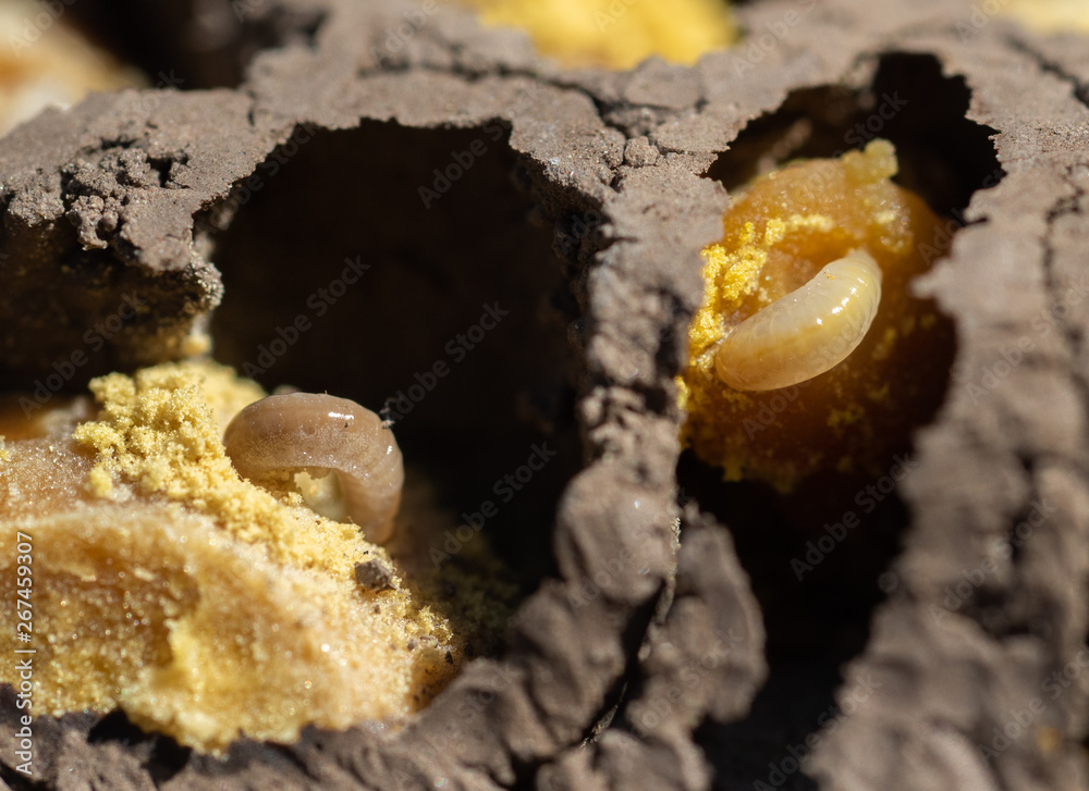 Close-up of Mason Bee larvae (Osmia lignaria) developing in their mud ...