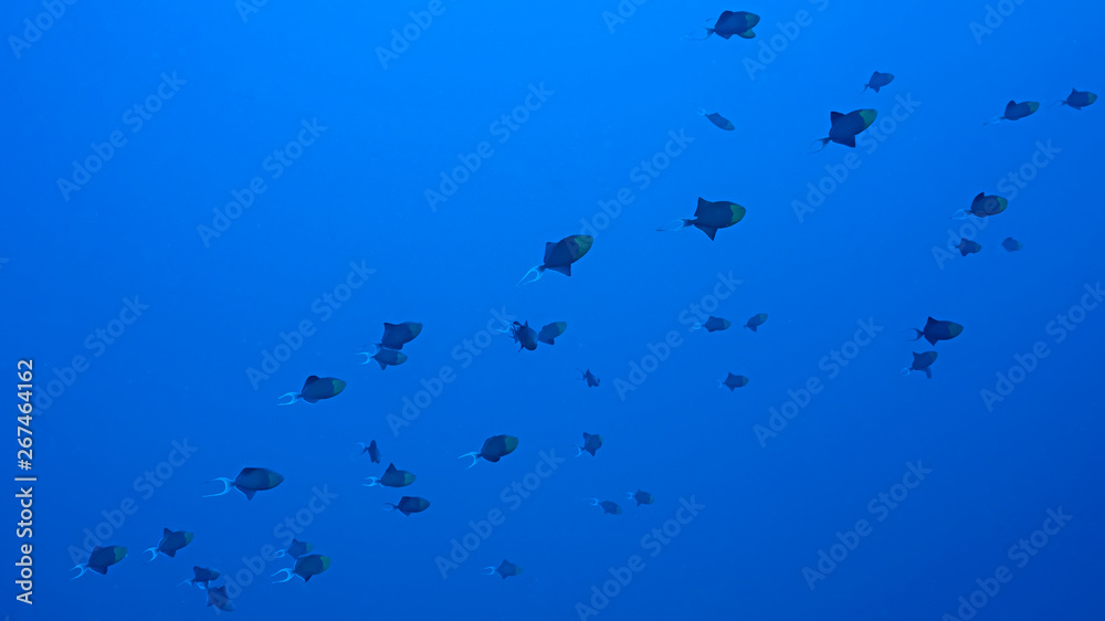 Triggerfish School in Tubbataha. The Tubbataha Reef Marine Park is ...