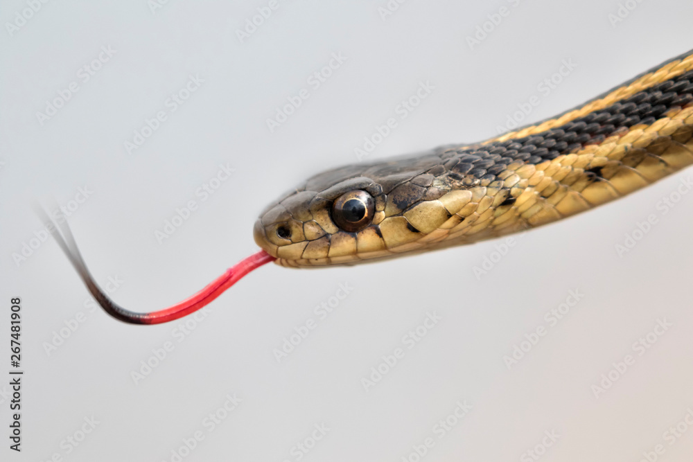 Common garter snake (Thamnophis sirtalis) with tongue out, Iowa, USA ...