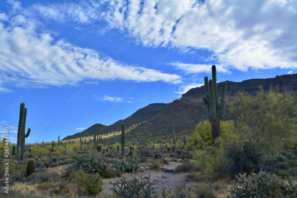 Poster Wandbilder Usery Mountain Regional Park Mesa Arizona Landscape Desert 40x26.7 cm