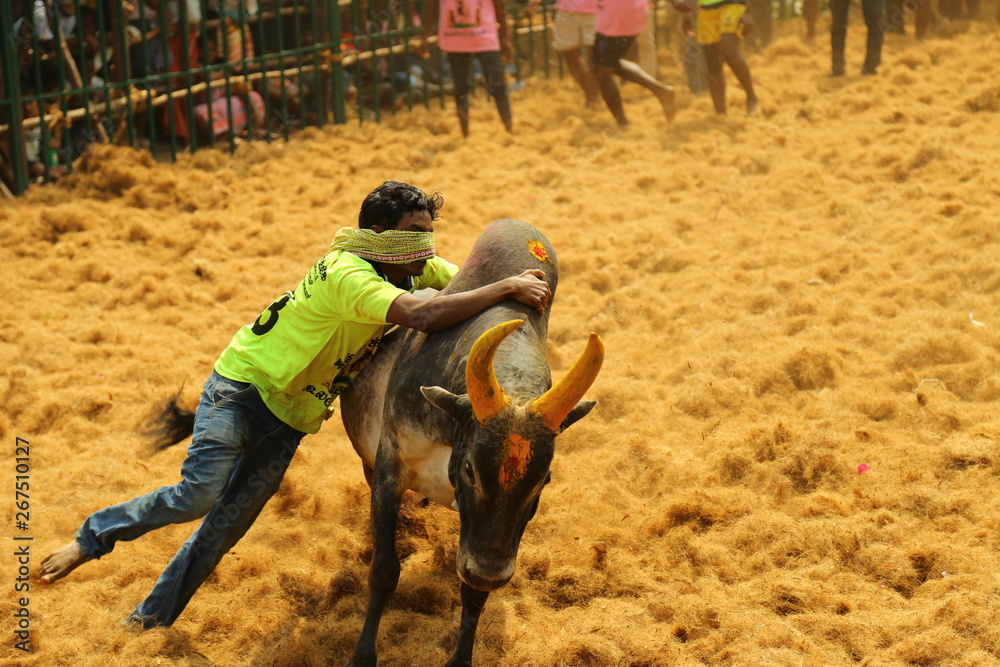 Tamil Nadu Traditional game of Jallikattu player well control the bull ...
