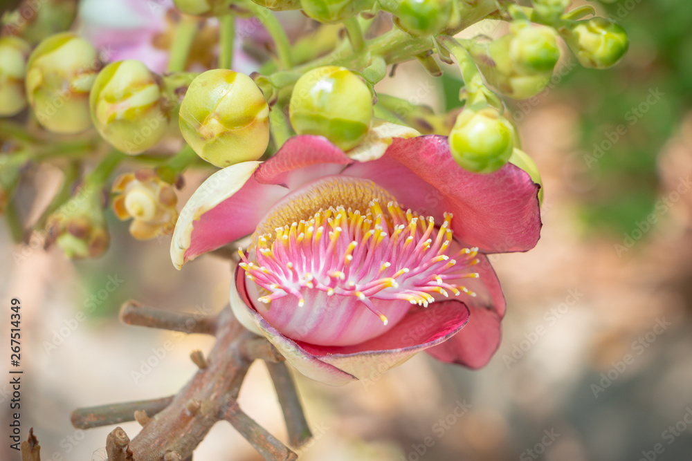 Beautiful closeup colorful Flower of Shorea robusta or shala tree ...