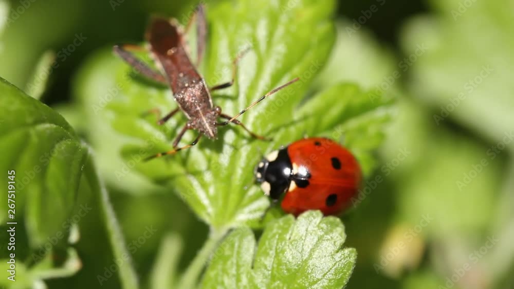 Ladybug and beetle are setting on one leaf and compete with each other ...