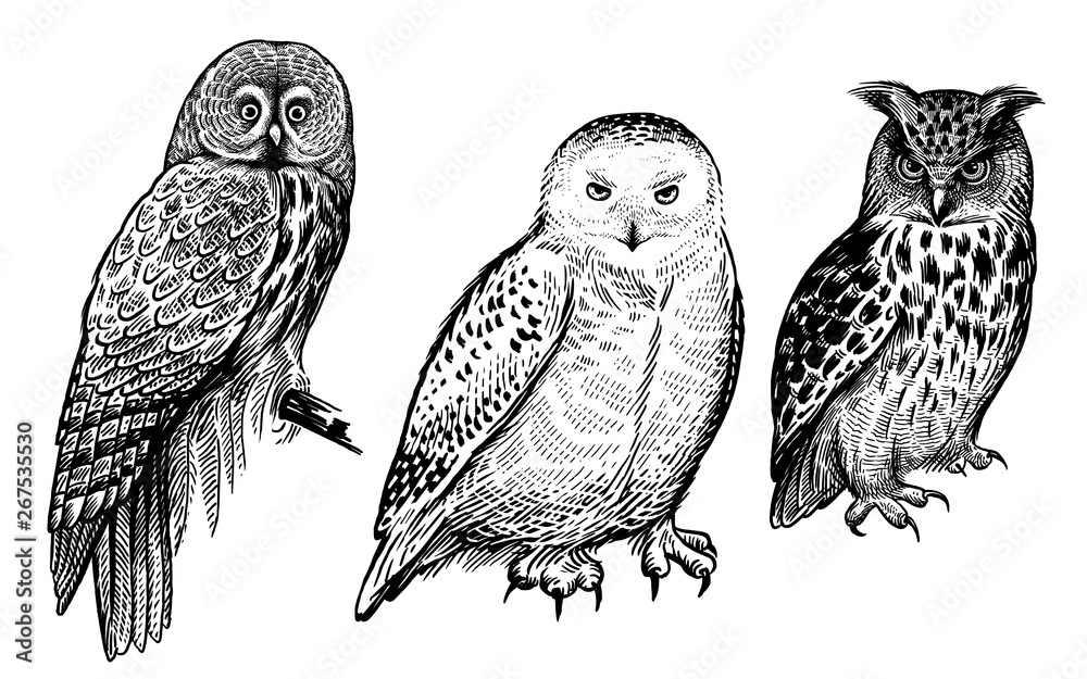 Forest birds. Realistic drawing of owls isolated on white background ...