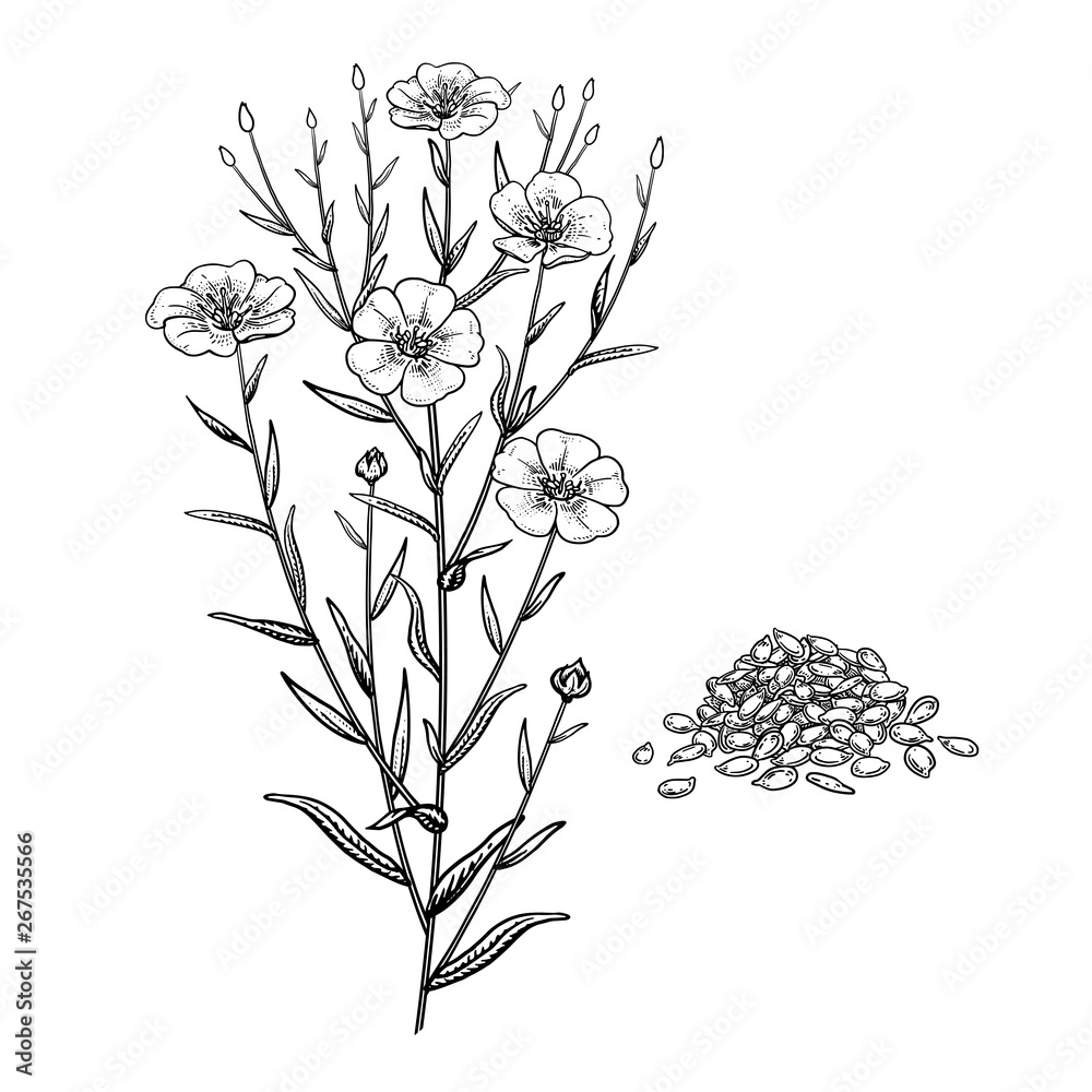 Flax. Realistic medicinal plant. Branch, flowers, leaves and seeds ...
