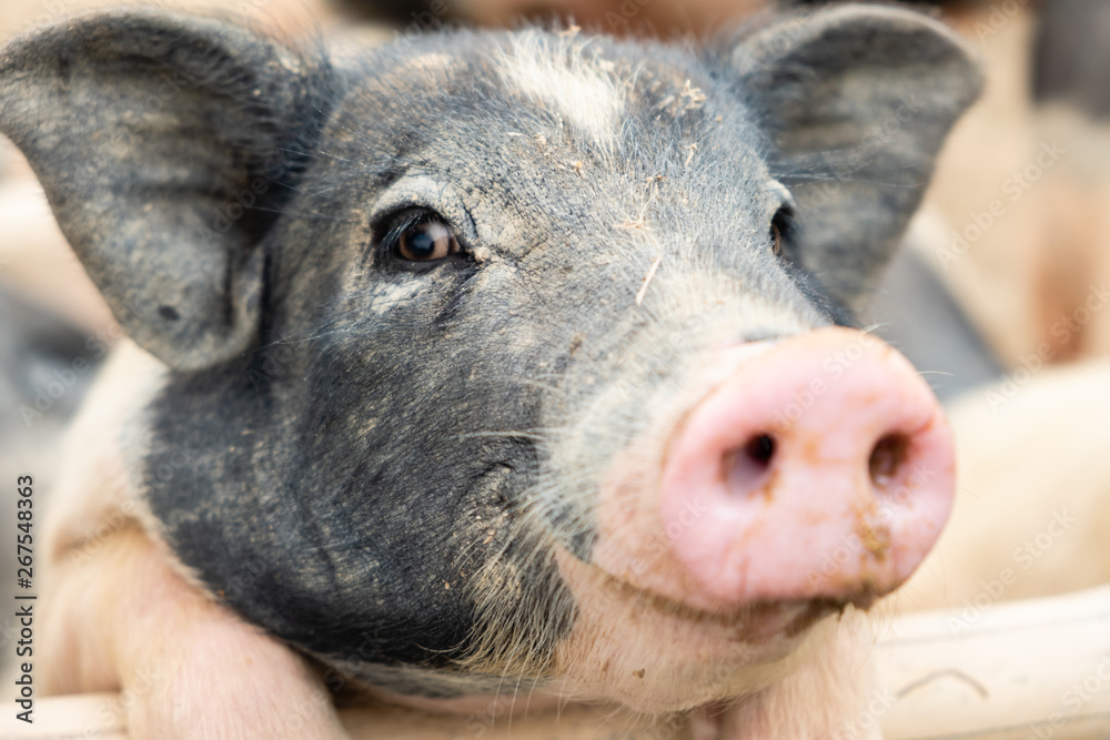 Pig on the farm at the backyard Stock Photo | Adobe Stock