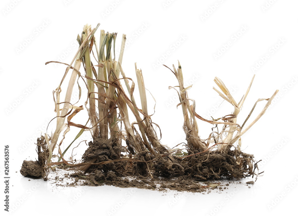 Dry withered grass, straw with dirt isolated on white background Stock ...