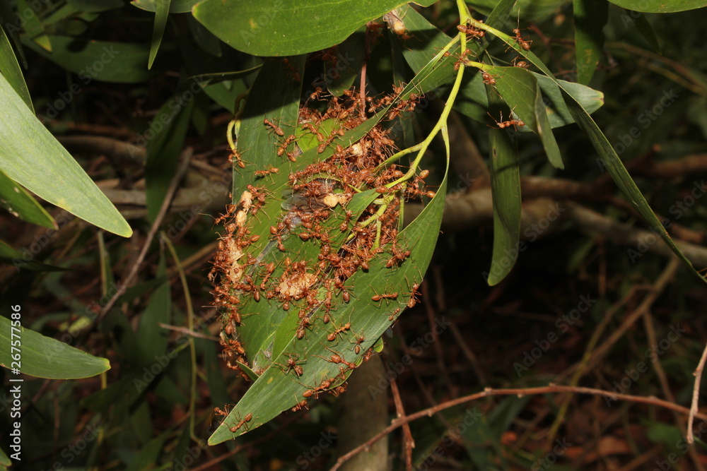 Oecophylla smaragdina nest. Common names weaver ant, green ant, green ...