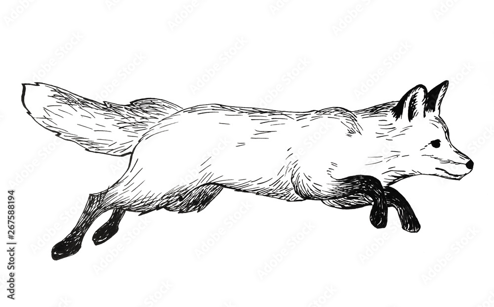Fox Jumping Illustration