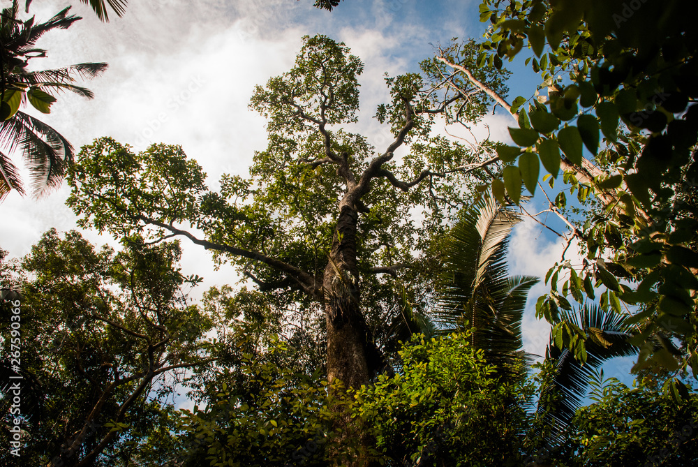 Trees and bushes in the jungle, beautiful Amazon forests near Manaus ...