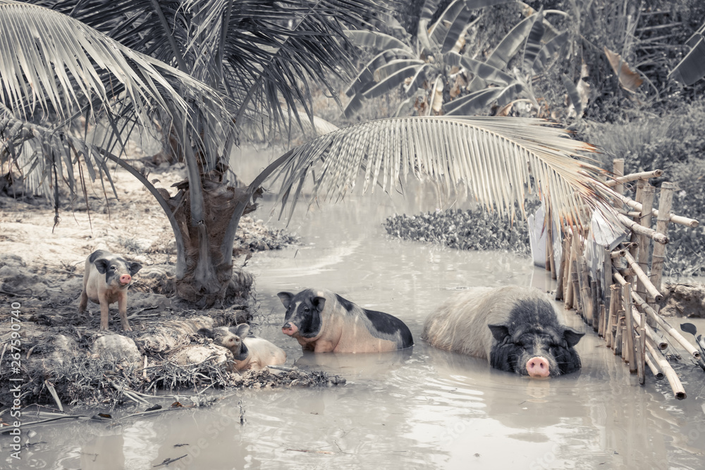 Pig on the farm at the backyard Stock Photo | Adobe Stock