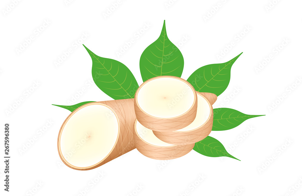 cassava fresh and leaf isolated on white background, raw cassava cut ...