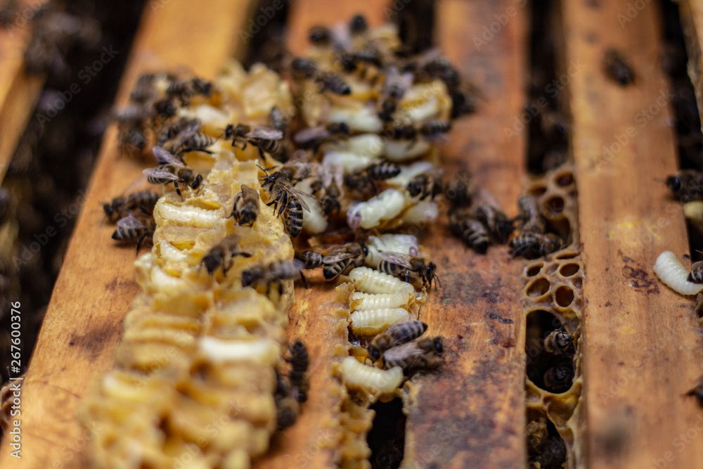 Larva Honey Bee and bees in Bee hive. Stock Photo | Adobe Stock