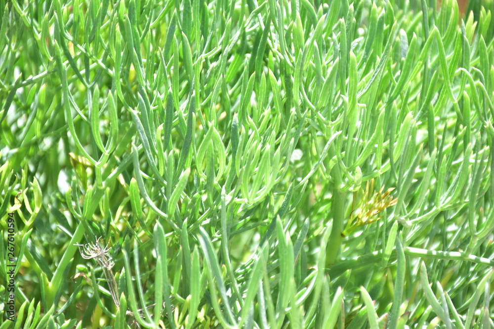 crithmum maritimum detto anche finocchio di mare. Pianta alofila del ...