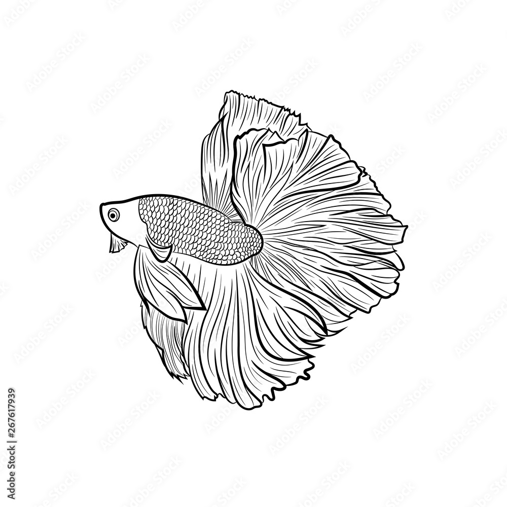 Black and white line vector drawing of male siamese fighting fish on ...