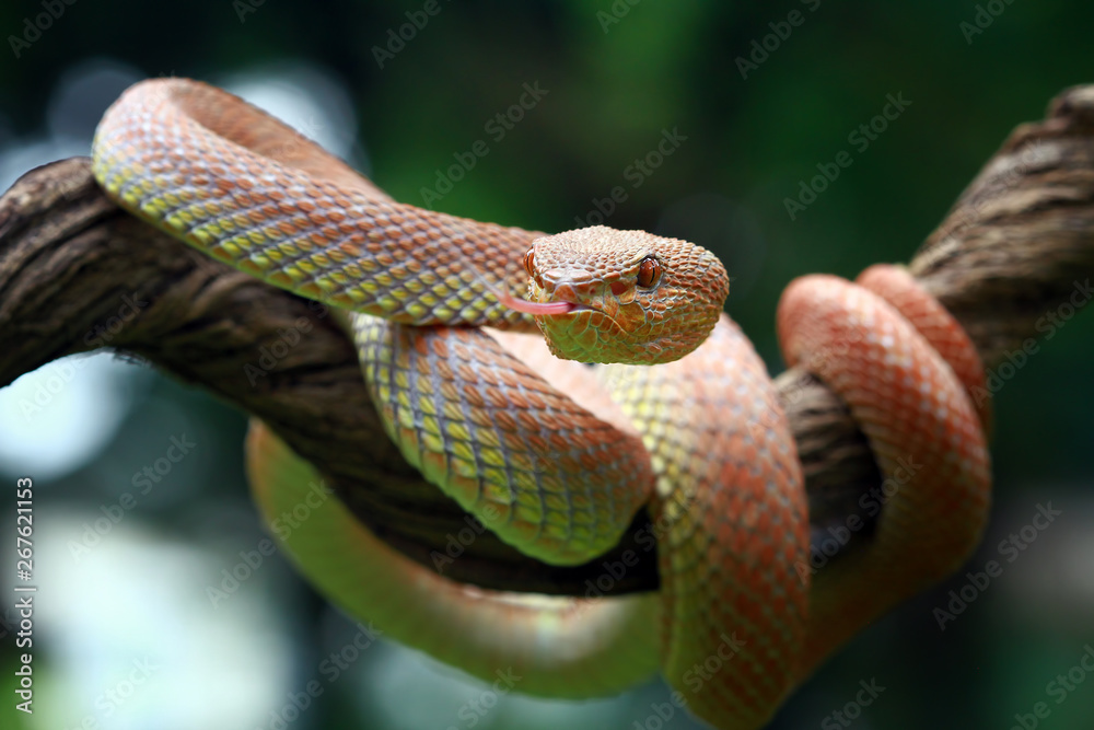 Mangrove pit viper (Trimeresurus purpureomaculatus) ready to strike ...