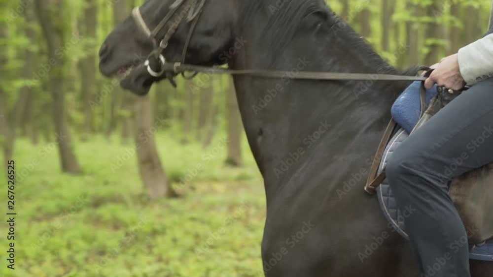 Stallion black horse riding in the forest woods, close up moving shot ...