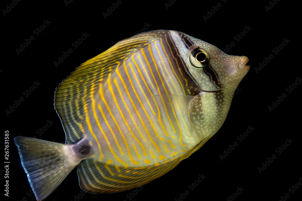 Sailfin Tang tropical fish in an aquarium Stock Photo | Adobe Stock