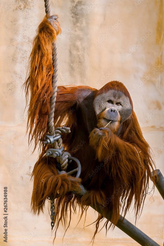 Sad looking Sumatran Orangutan (Pongo abelii) in captivity in zoo ...