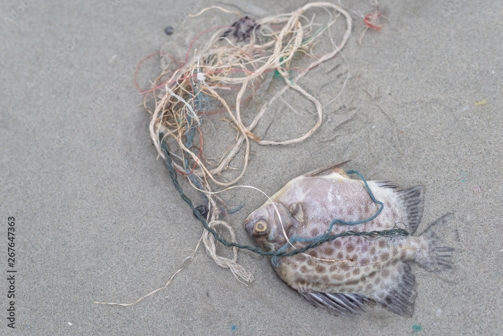 Plastic pollution problem,Death fish on the beach with dirty plastic ...