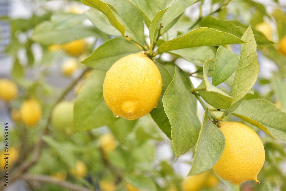 Yellow ripe organic lemon on the branch with drops of water and green ...